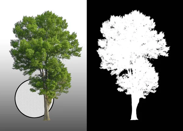 Tree alpha Images - Search Images on Everypixel