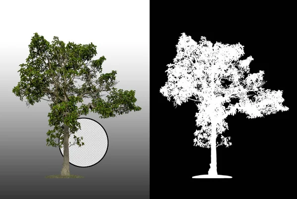 Tree alpha Images - Search Images on Everypixel