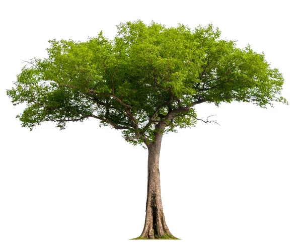 Png File Tree