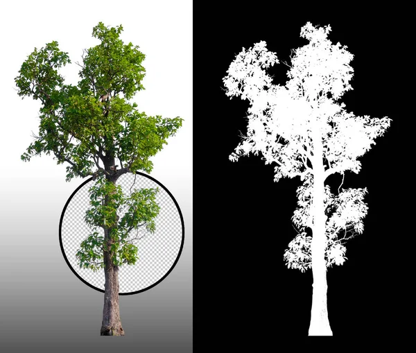 Tree alpha Images - Search Images on Everypixel