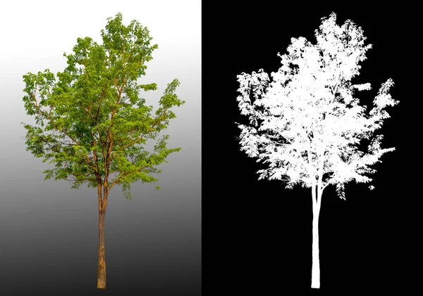 Tree alpha Pictures, Tree alpha Stock Photos & Images | Depositphotos®