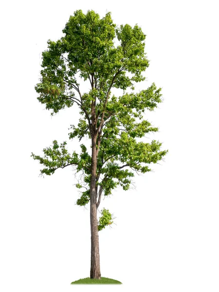 Tree alpha Pictures, Tree alpha Stock Photos & Images | Depositphotos®