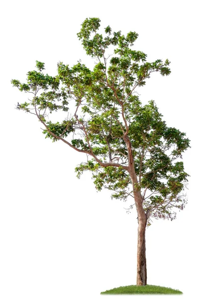 Tree alpha Pictures, Tree alpha Stock Photos & Images | Depositphotos®