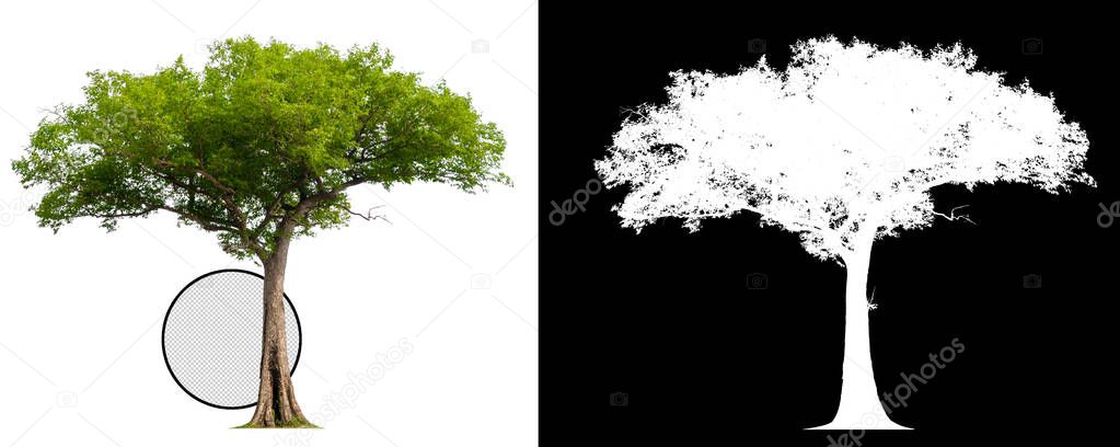 Tree alpha Pictures, Tree alpha Stock Photos & Images | Depositphotos®