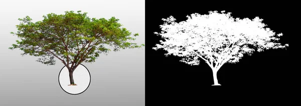 Tree alpha Images - Search Images on Everypixel