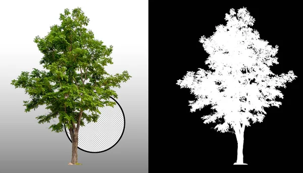 Tree alpha Images - Search Images on Everypixel