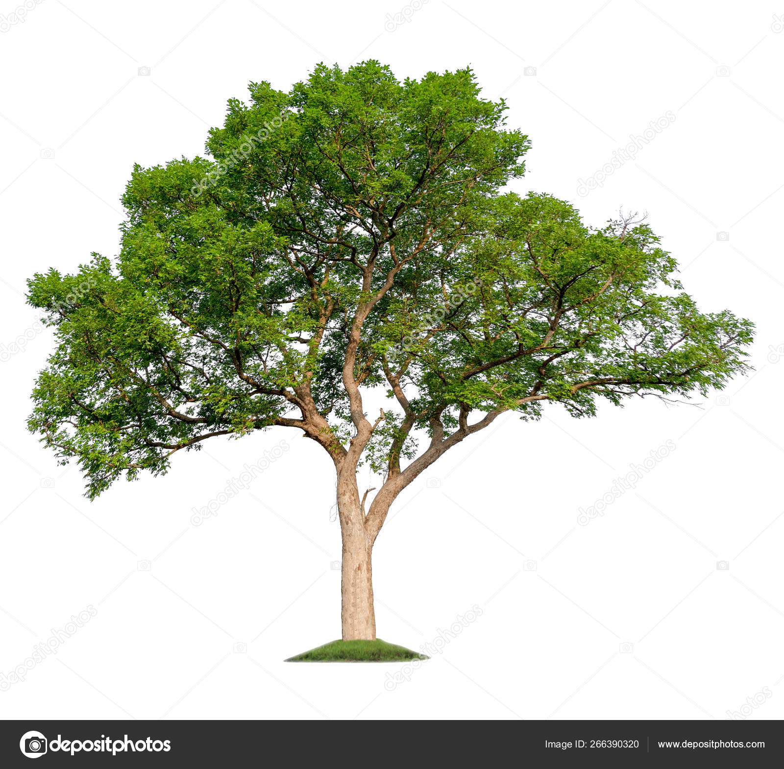 Single Tree Clipping Path — Stock Photo © Tridsanu #266390320