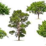 Three beautiful tree isolated Stock Photo by ©majaFOTO 3165051