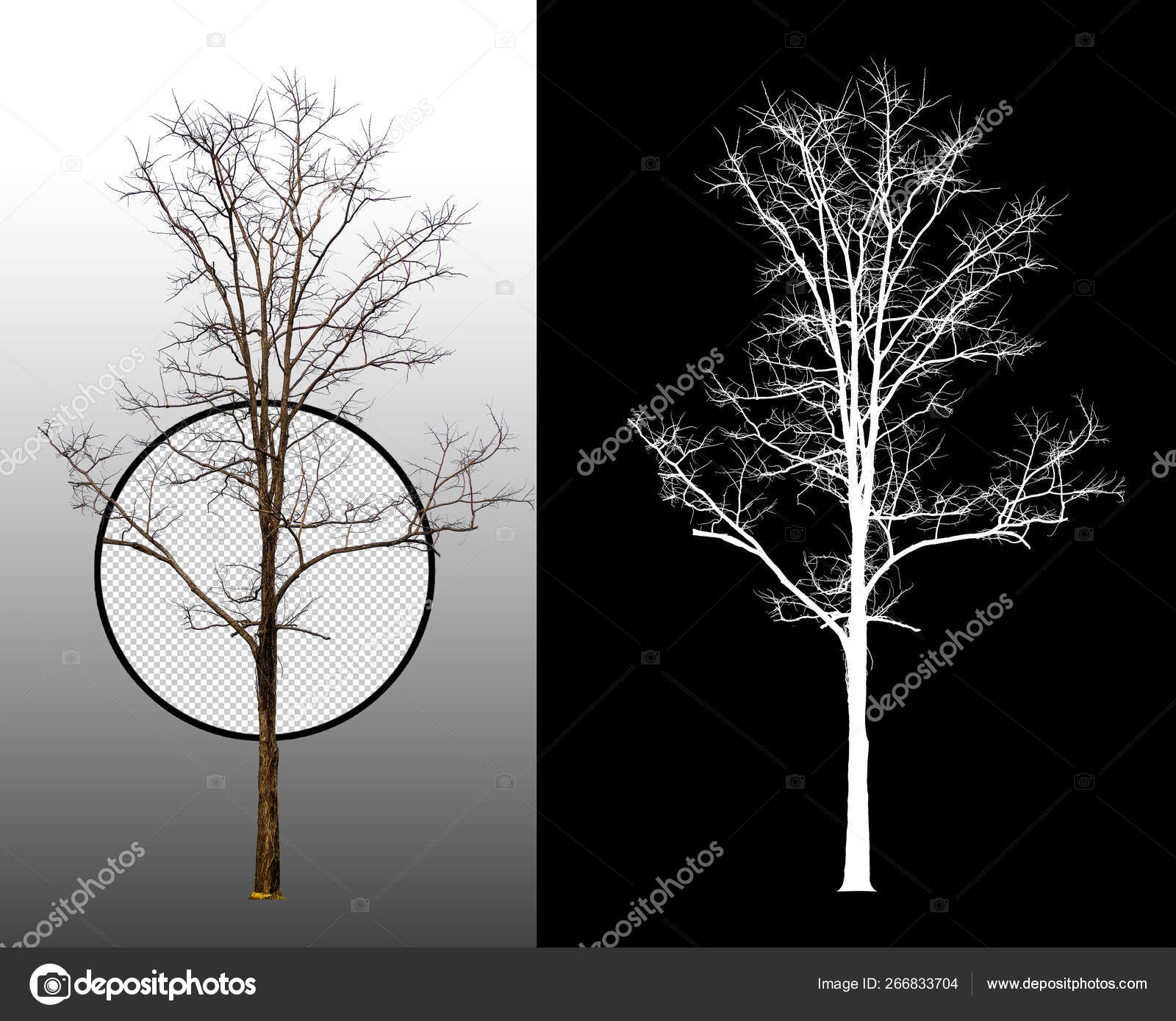 Single Tree Leaf Clipping Path Alpha Channel — Stock Photo © Tridsanu ...
