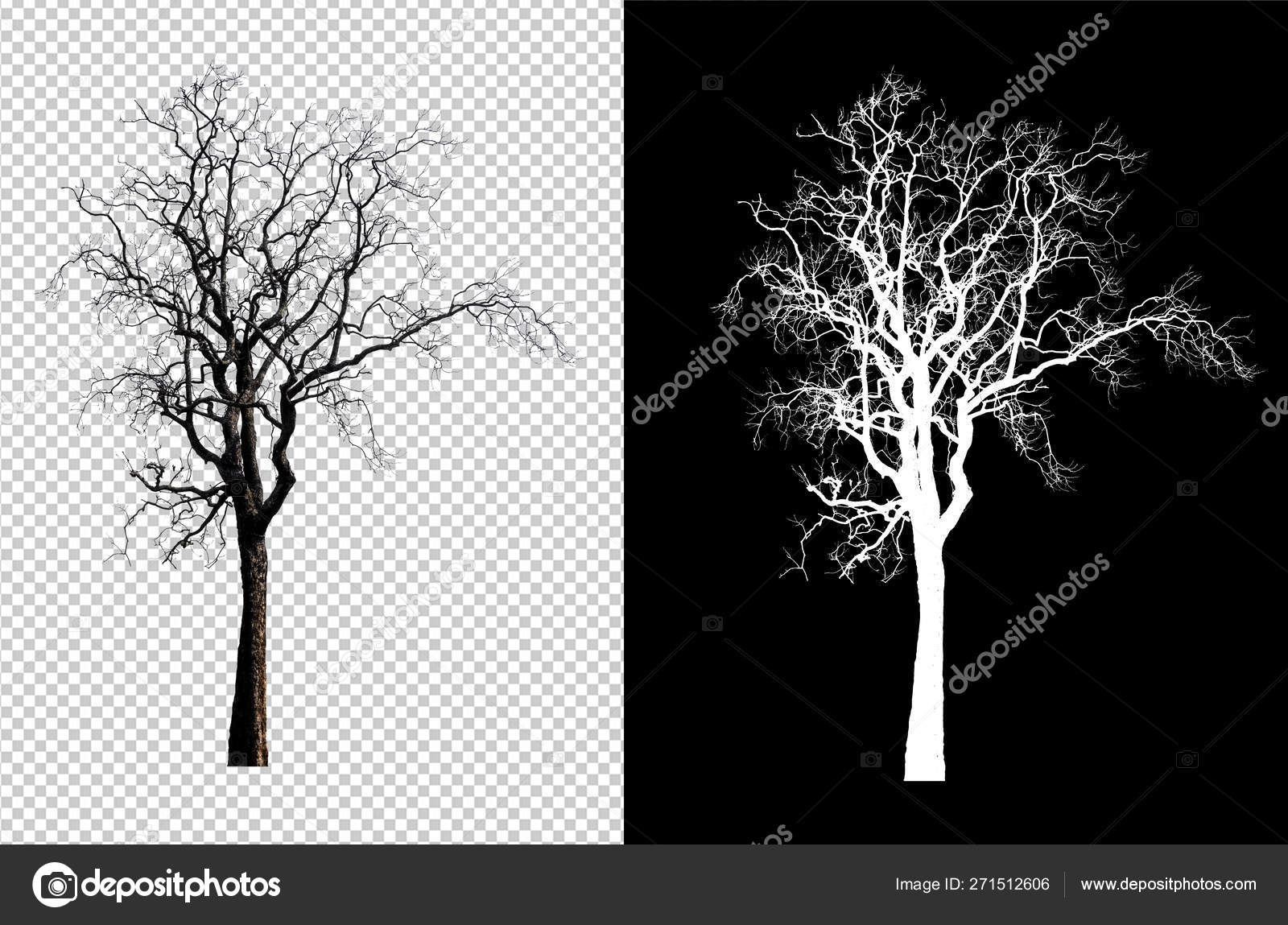 Single tree without leaf with clipping path — Stock Photo © Tridsanu ...
