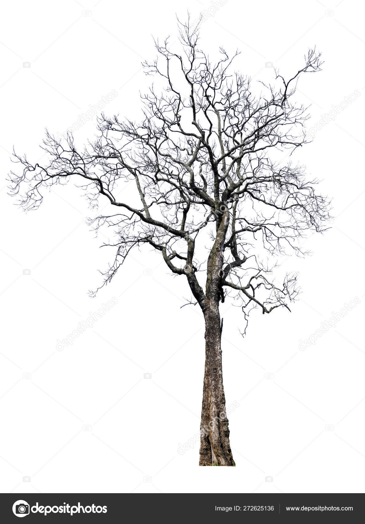 Single tree without leaf with clipping path — Stock Photo © Tridsanu ...