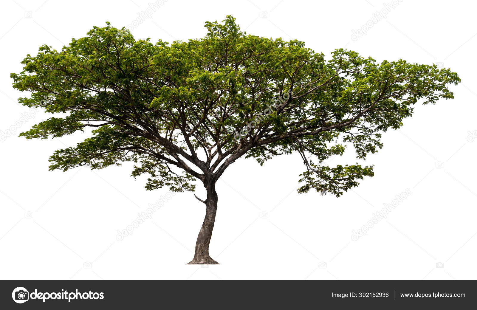 Isolated single tree Stock Photo by ©Tridsanu 302152936