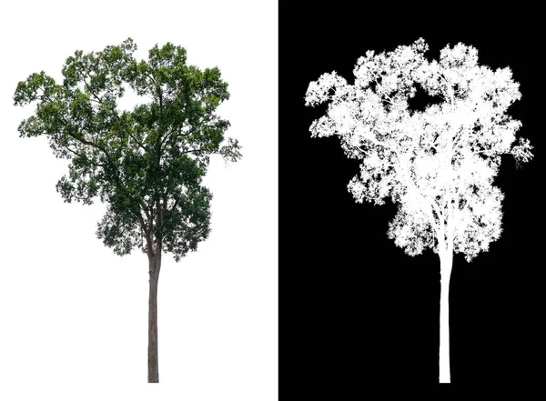 Tree alpha Pictures, Tree alpha Stock Photos & Images | Depositphotos®