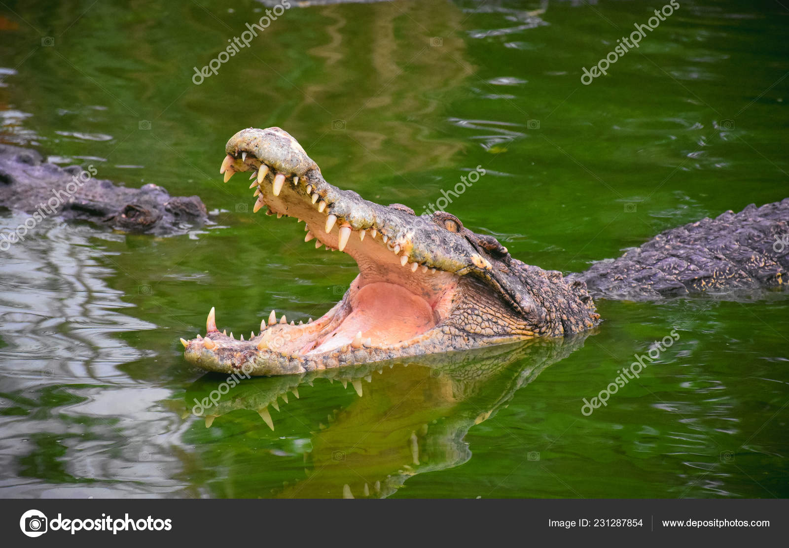 Crocodile Open Jaws Profile Crocodile Pond Green Water Open Mouth Stock ...