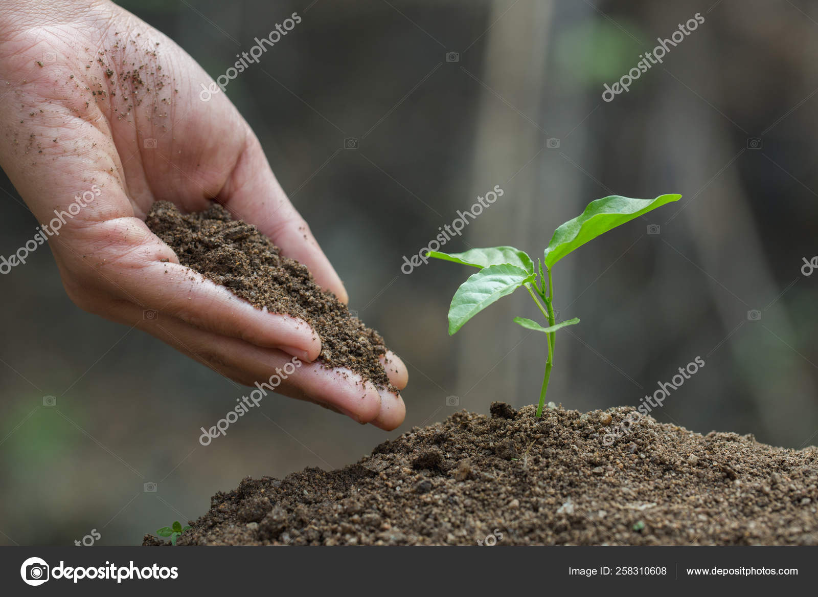 Hands of farmer nurturing tree growing on fertile soil, Mainte Stock ...
