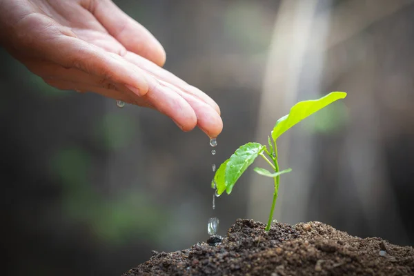 Watering tree Stock Photos, Royalty Free Watering tree Images ...