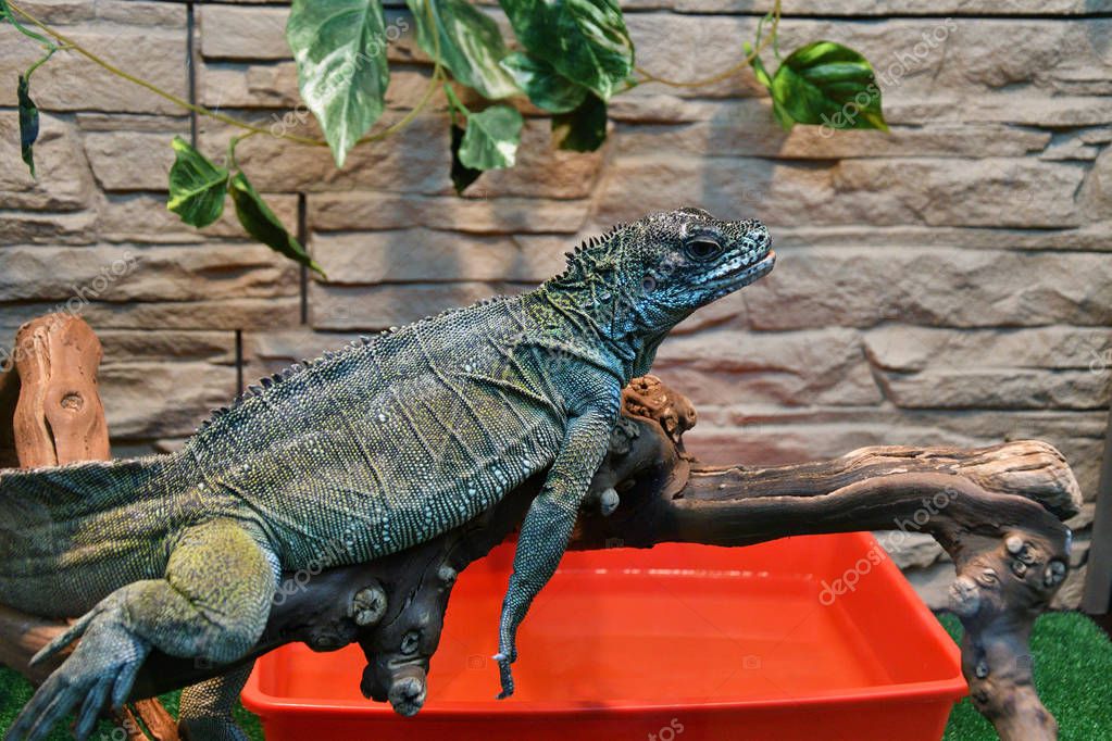 Lagarto de la familia Agamids género Chlamydosaurus 2022