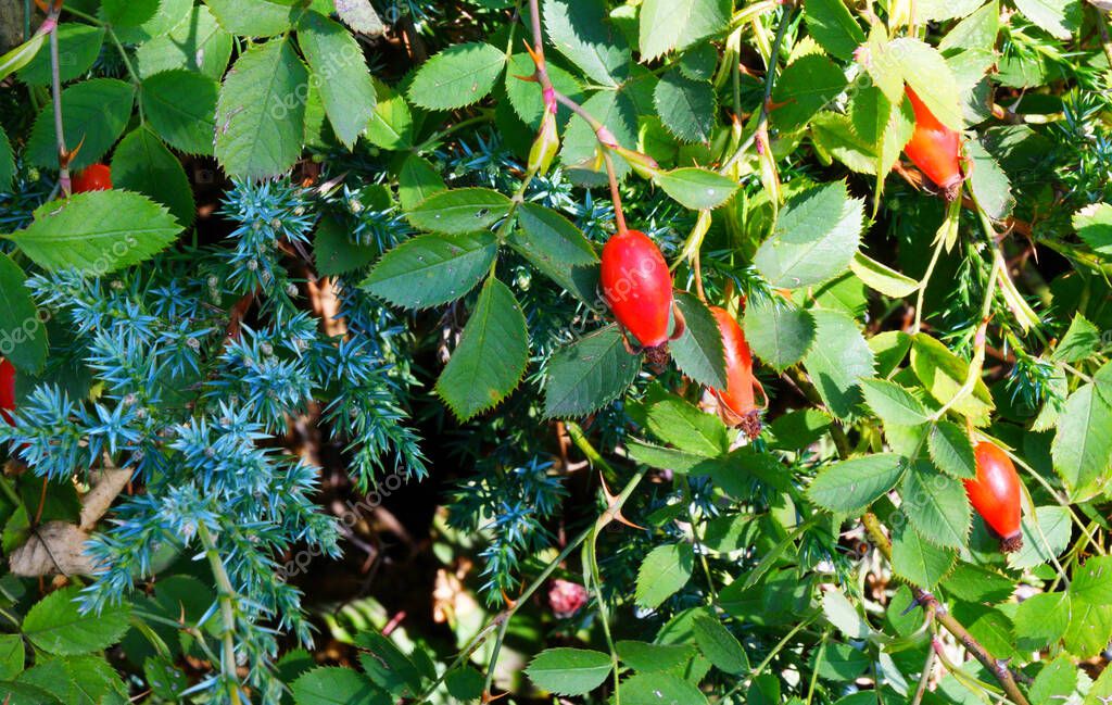 El fruto de la rosa mosqueta (latín. Fructus Rosae) es una materia ...