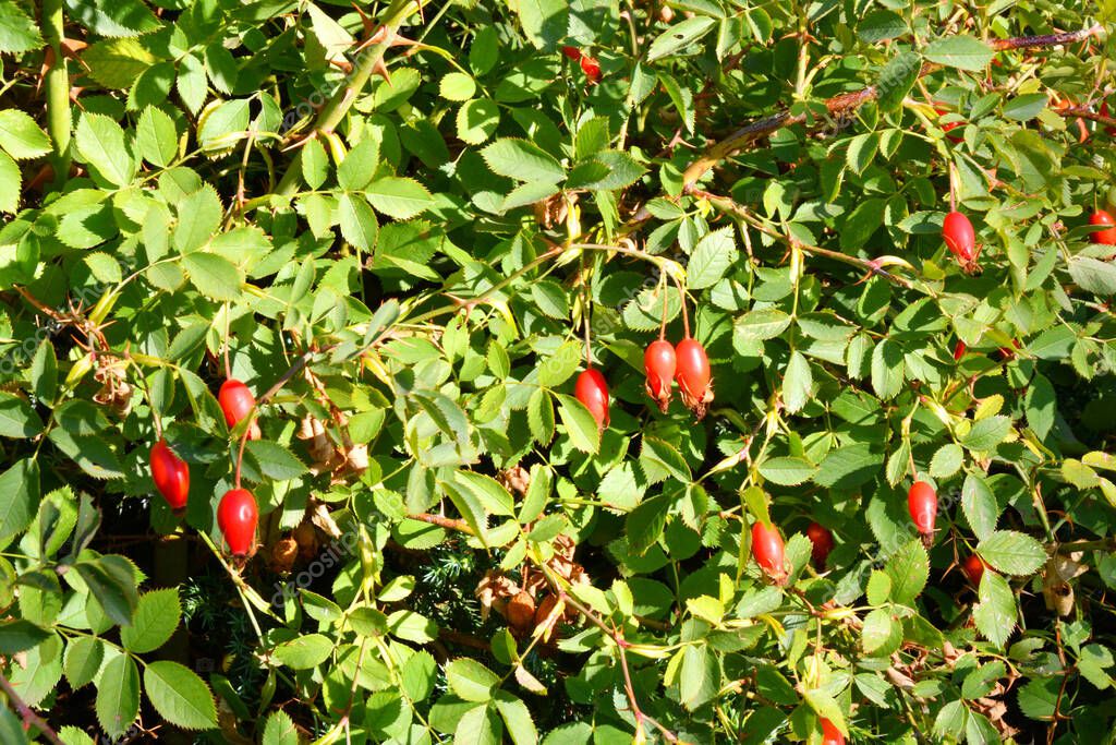 El fruto de la rosa mosqueta (latín. Fructus Rosae) es una materia ...