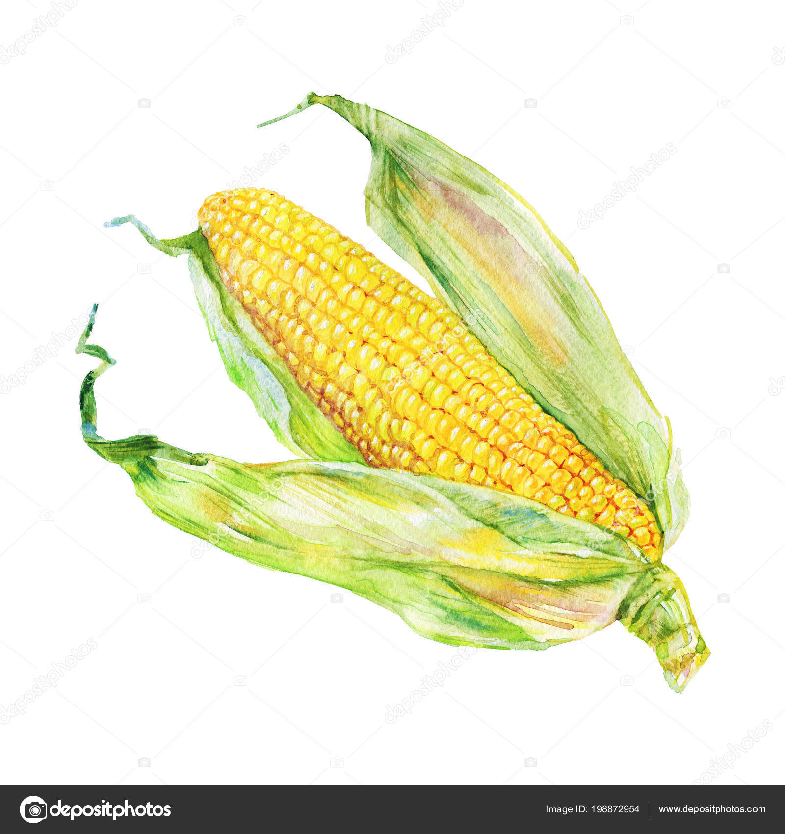 Mazorca Maíz Acuarela Sobre Fondo Blanco Ilustración Vegetal Dibujada ...