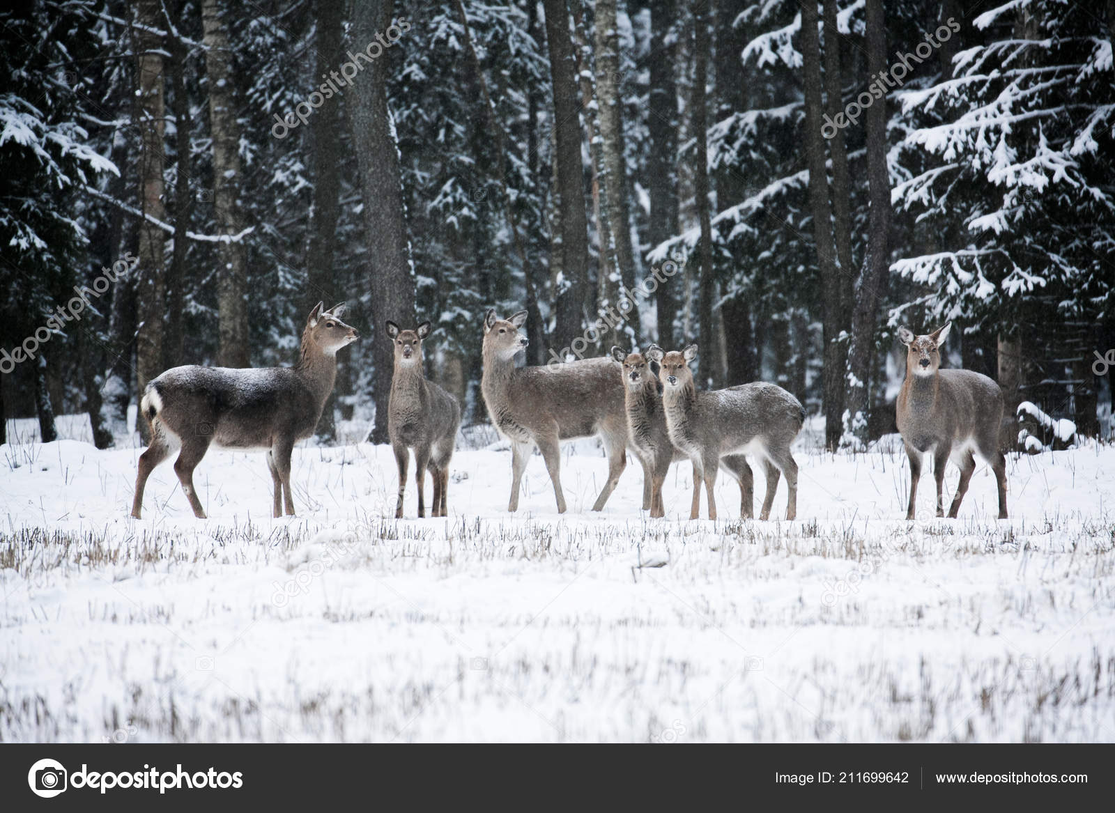 Manchuria Landscape Winter