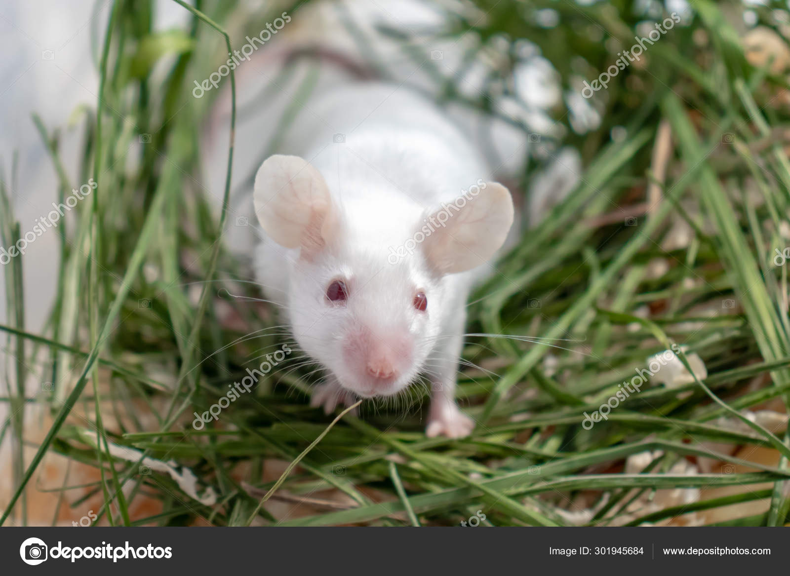 White albino laboratory mouse sitting in green dried grass, hay. Cute ...