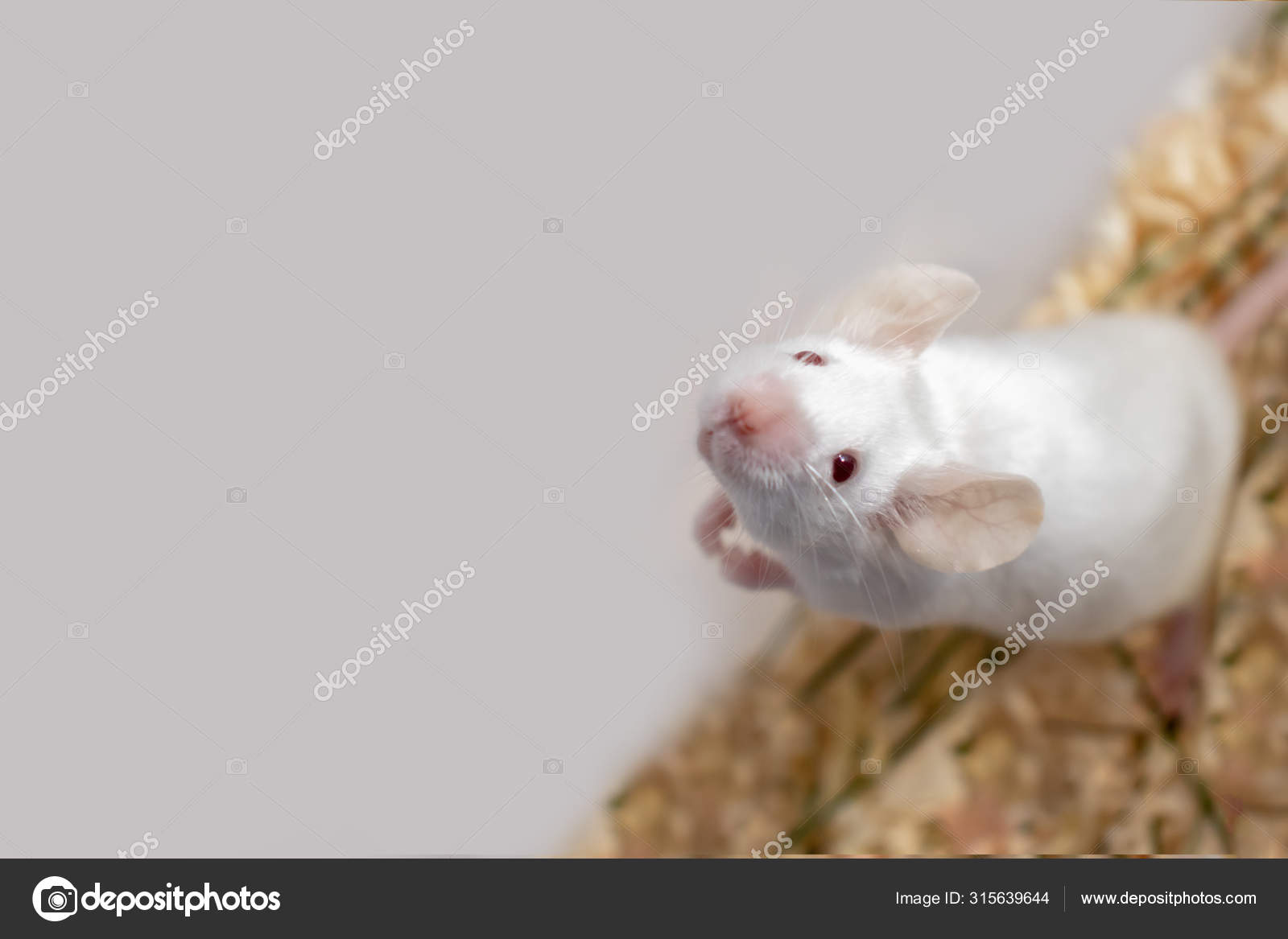 White albino laboratory mouse sitting a plastic box, cute little rodent ...