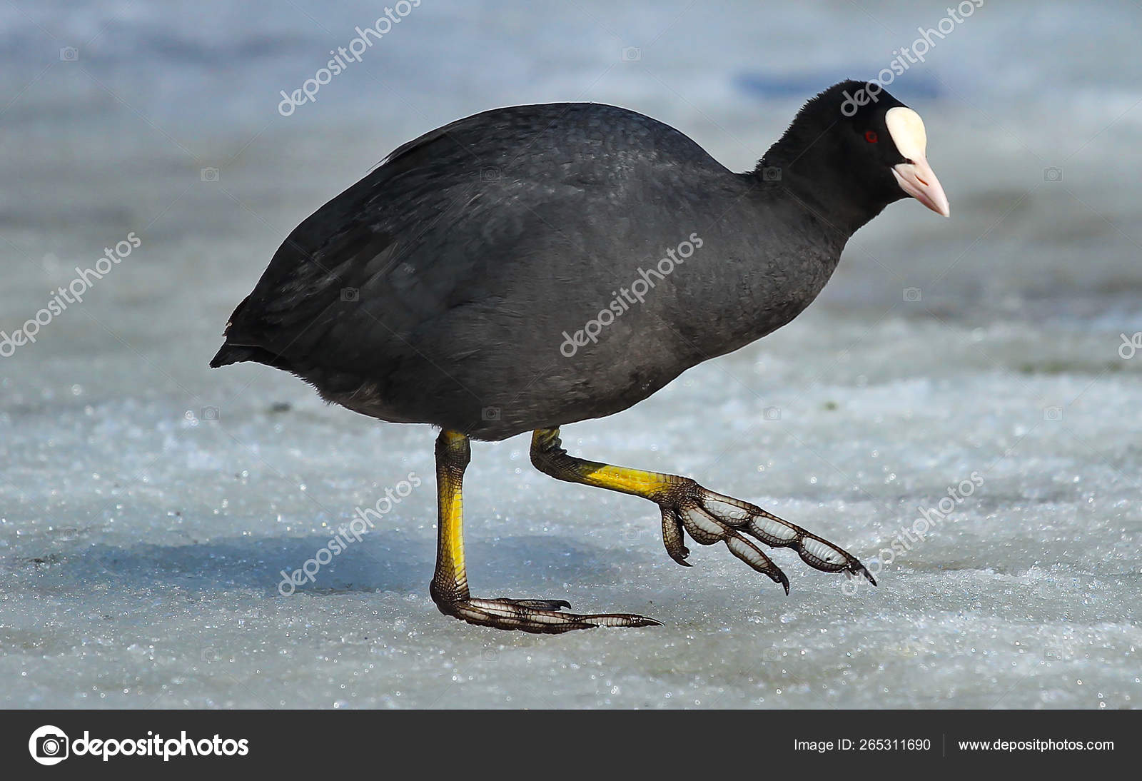 Eurasian coot walking on the snow Stock Photo by ©nemanjazotovic 265311690