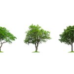 Three beautiful tree isolated Stock Photo by ©majaFOTO 3165051