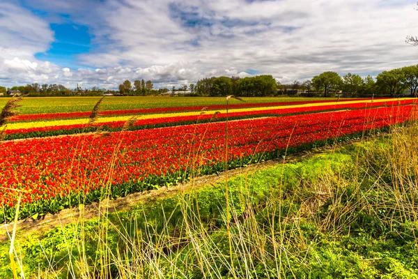 Spring fields Stock Photos, Royalty Free Spring fields Images ...