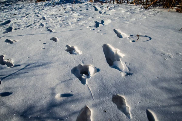 Winter footprints Stock Photos, Royalty Free Winter footprints Images ...