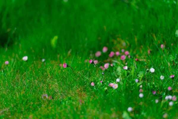 Pasto con flores fotos de stock, imágenes de Pasto con flores sin ...