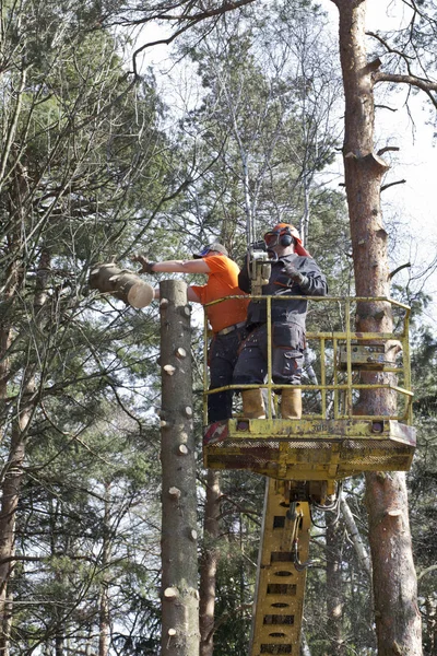 Two workers with a chainsaw trimming the tree branches on the high ...