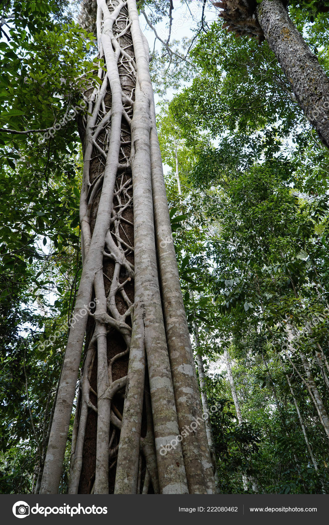 Strangling Aerial Roots