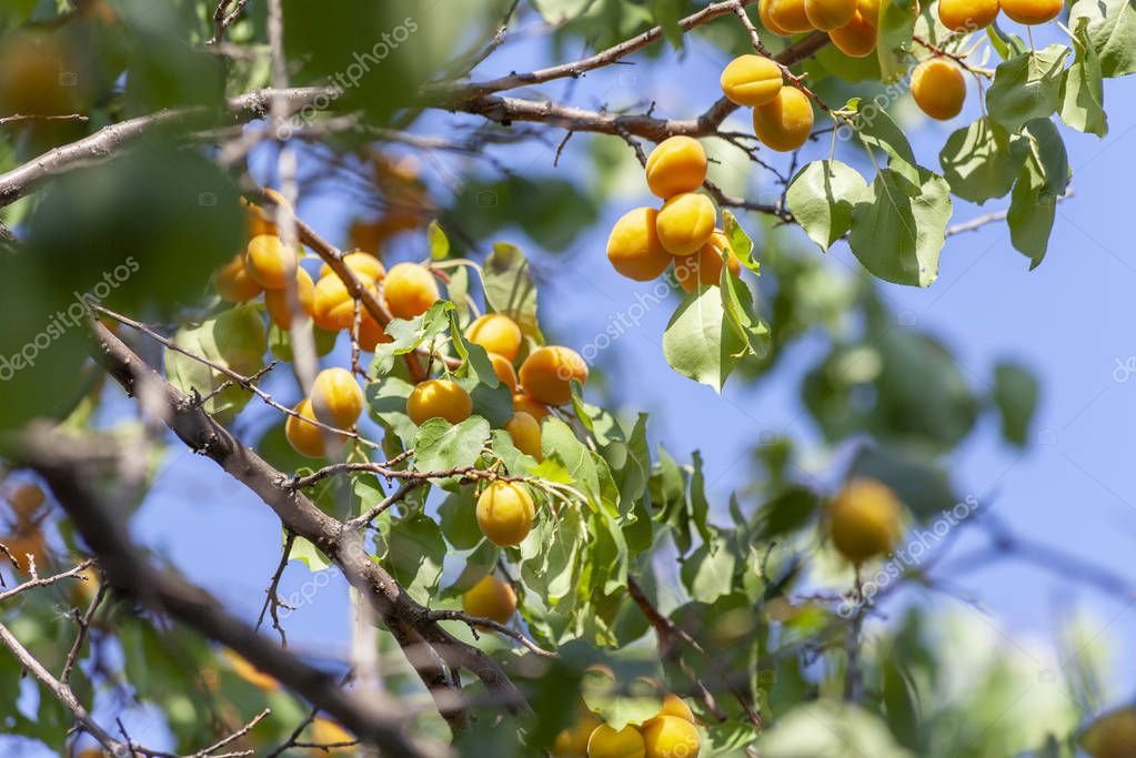 Apricots Sun Juicy Fruit Branches Trees Ripe Apricot Ready Harvesting ...