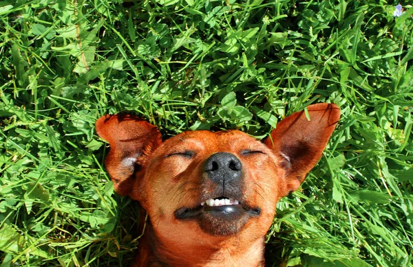 Cute happy funny smiling little brown dog with closed eyes and white ...