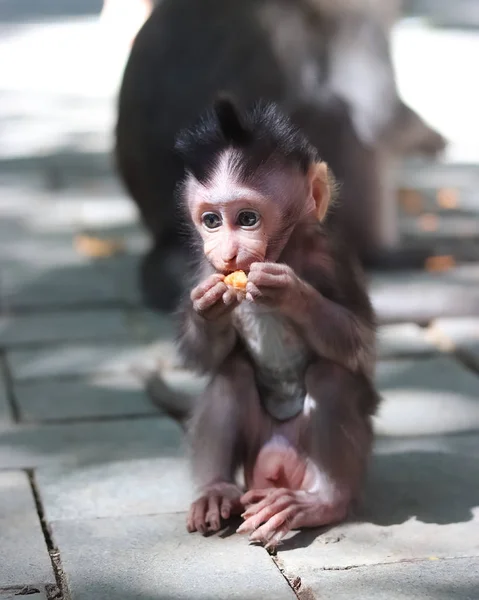 Chango bebe fotos de stock, imágenes de Chango bebe sin royalties ...
