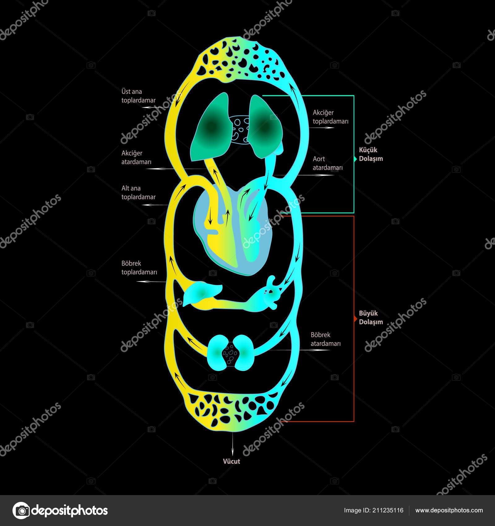 Blood Circulation System. Poster showing circulation of the blood in ...