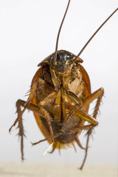 Dead cockroaches Stock Photos, Royalty Free Dead cockroaches Images ...