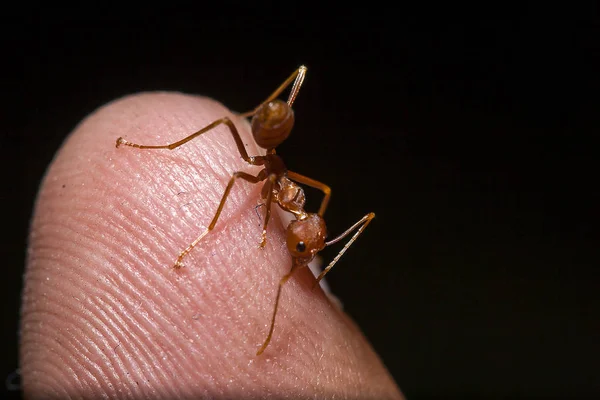 Ant bite Stock Photos, Royalty Free Ant bite Images | Depositphotos