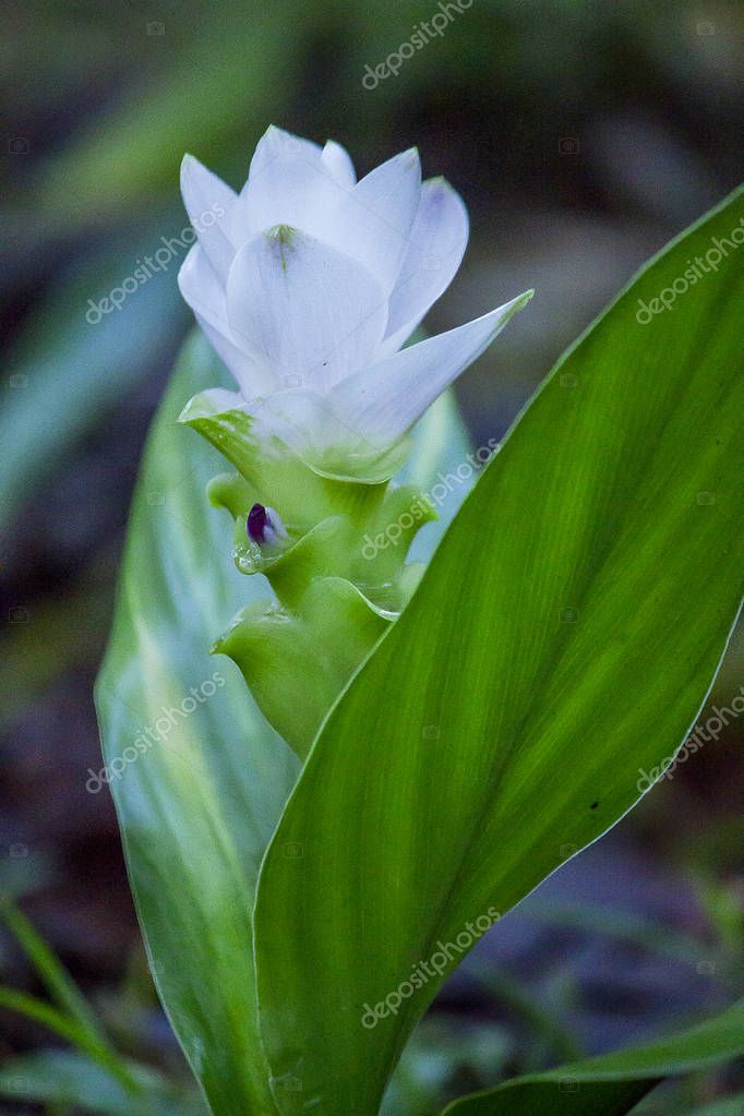Curcuma sessilis con flores blancas 2022