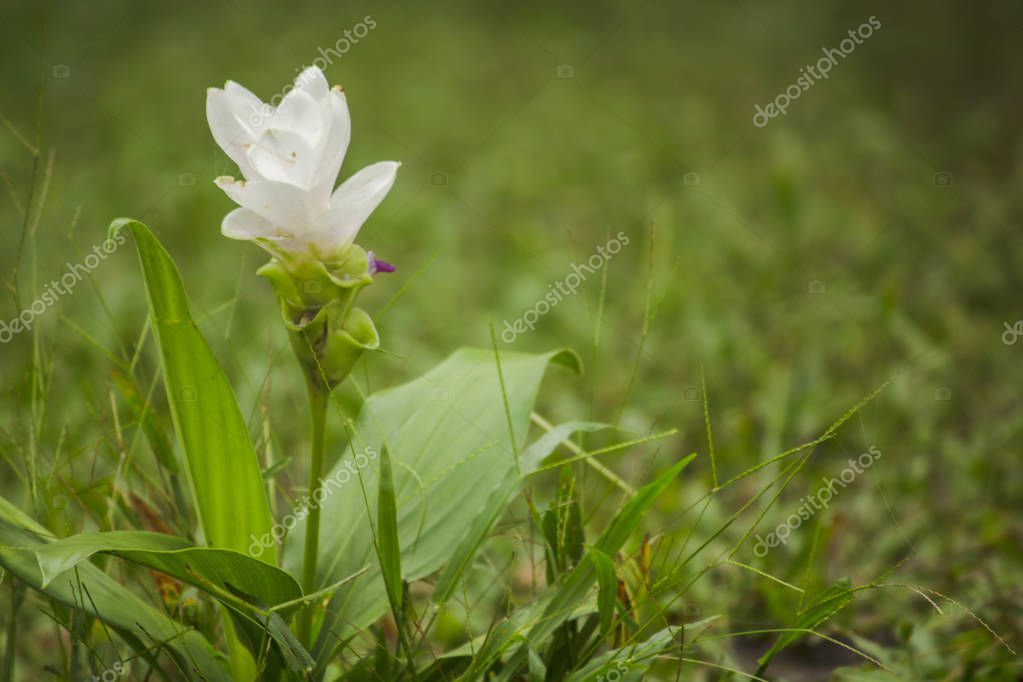 Curcuma sessilis con flores blancasEs una planta herbácea de la familia ...