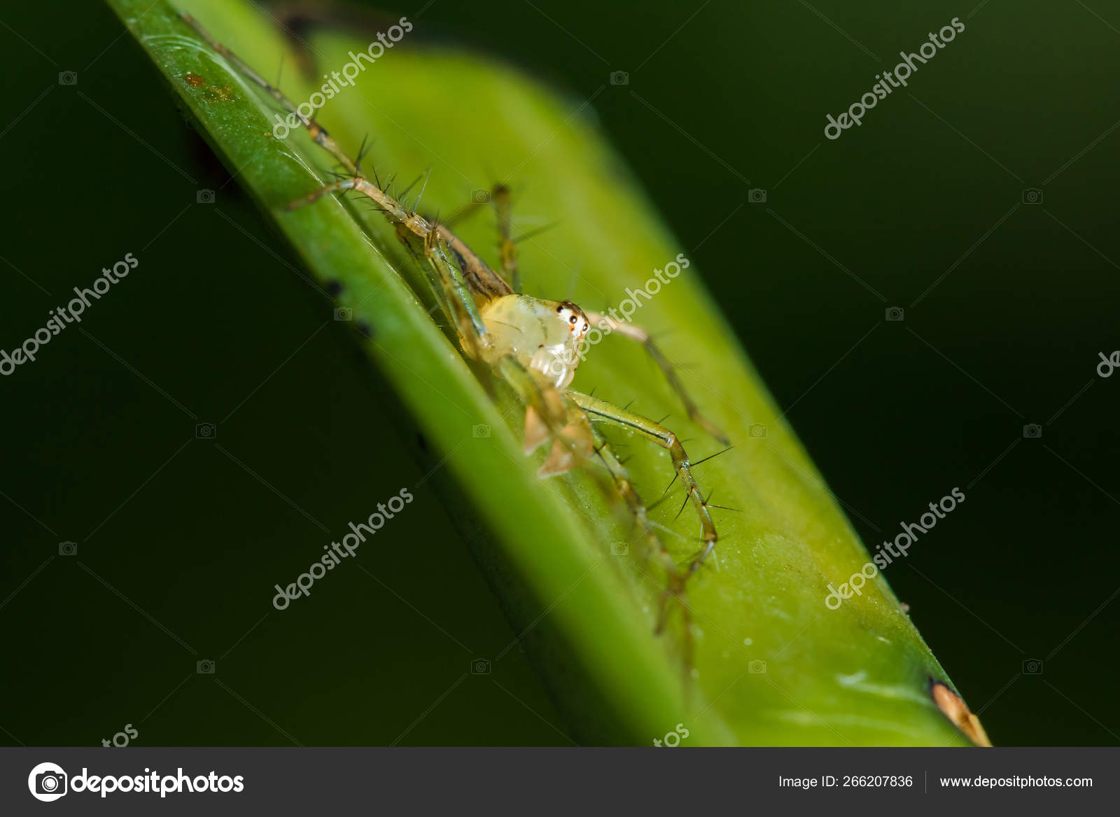 Oxyopes Javanus Throll Leaves Can Jump Catch Prey — Stock Photo ...
