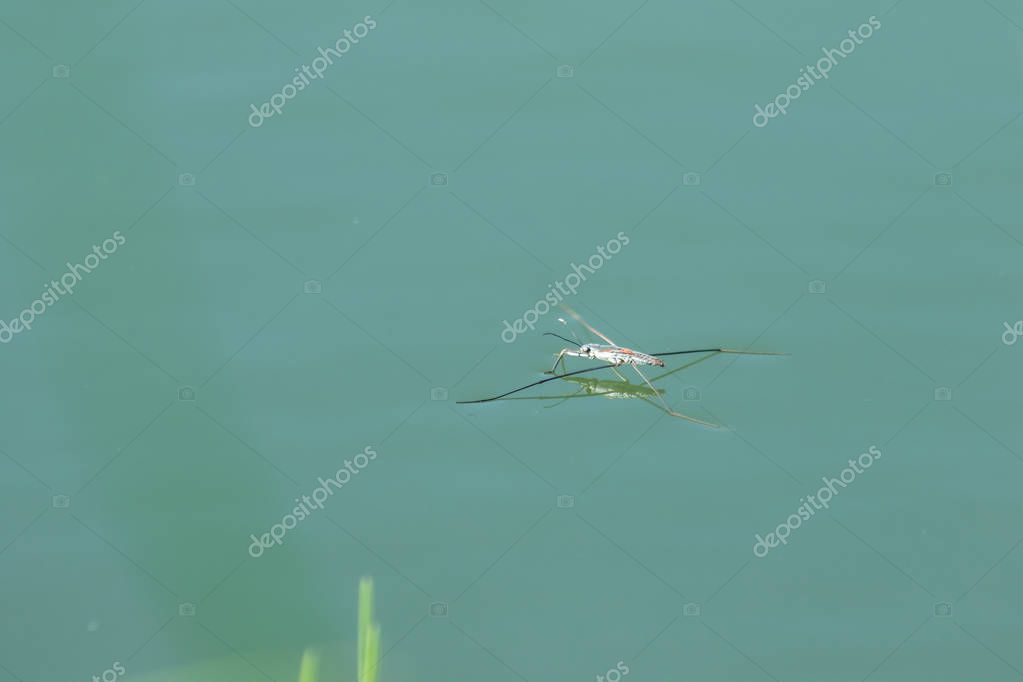 Water Striders es un insecto con 6 patas. Tiene 1 par de antenas largas ...