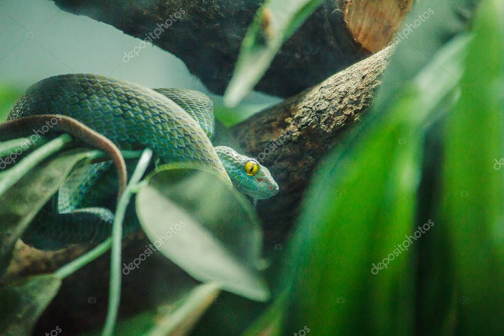 La víbora verde acurrucada en los árboles tiene un hábito feroz. Es una ...
