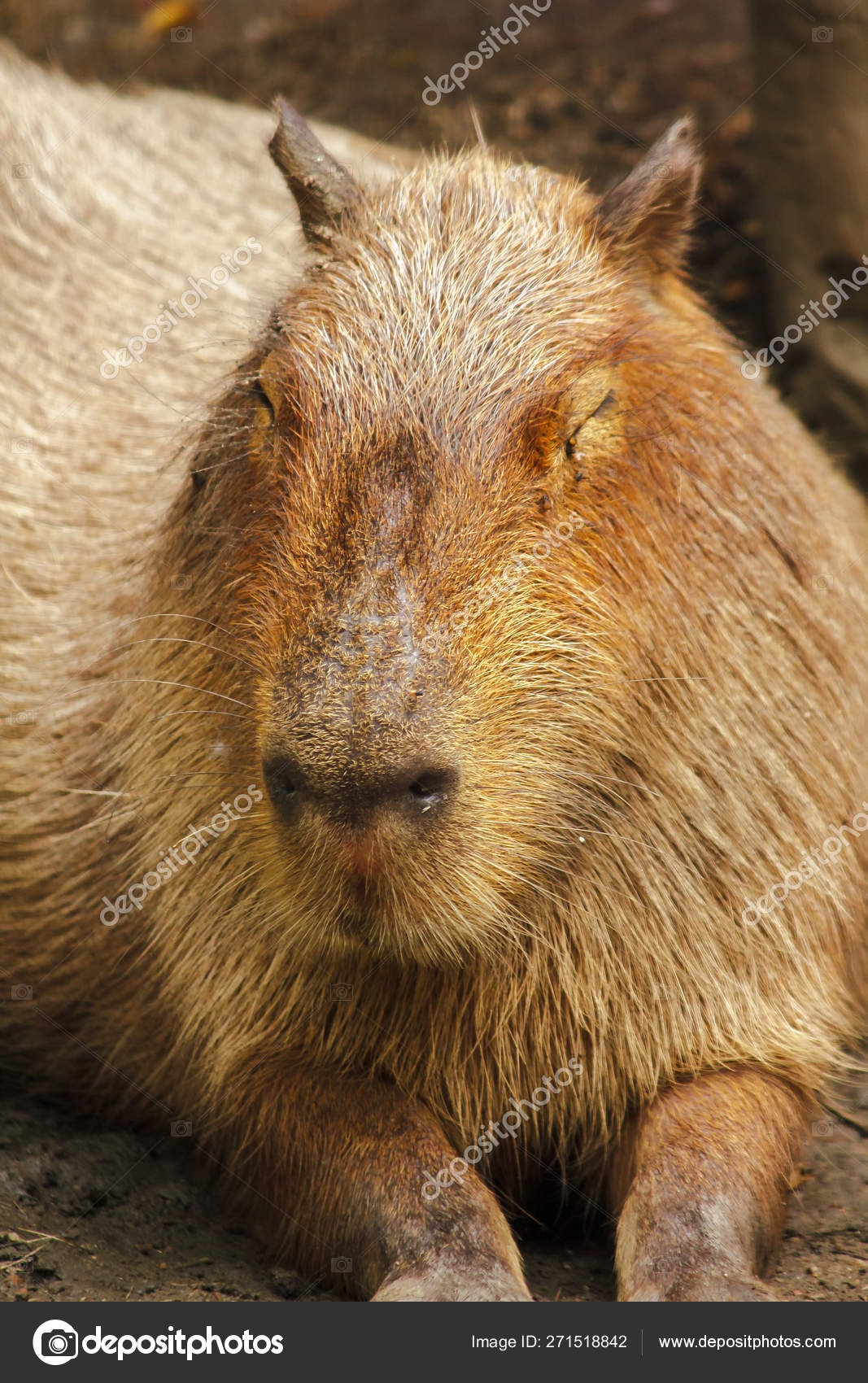 Capibara Zoo Biggest Rat World Native South America — Stock Photo ...