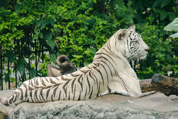 Zoo railing Stock Photos, Royalty Free Zoo railing Images | Depositphotos