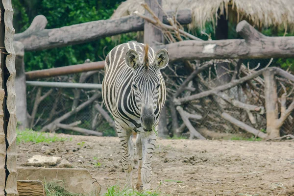 Zebra bird Stock Photos, Royalty Free Zebra bird Images | Depositphotos