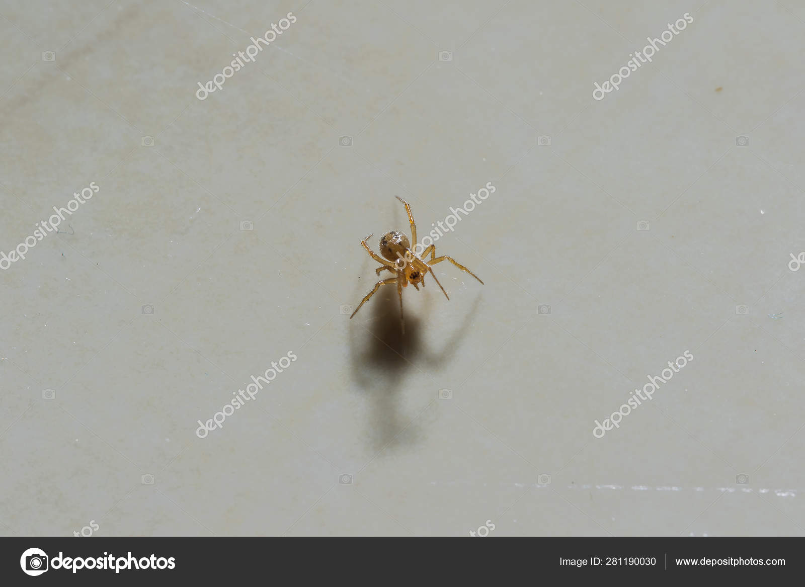 Small Brown Spider Ground — Stock Photo © puripate #281190030