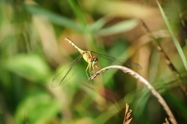 Libellule dans les roseaux images libres de droit, photos de Libellule ...